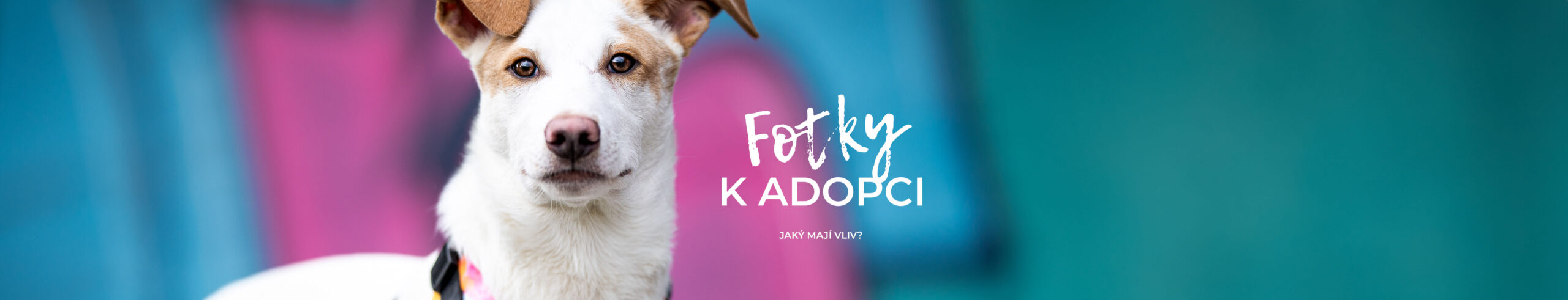 Focení psů k adopci - mrackova.com